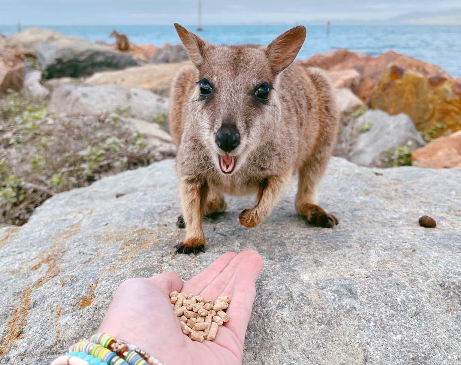 35 Amazing Things To Do On Magnetic Island - Hayley on Holiday
