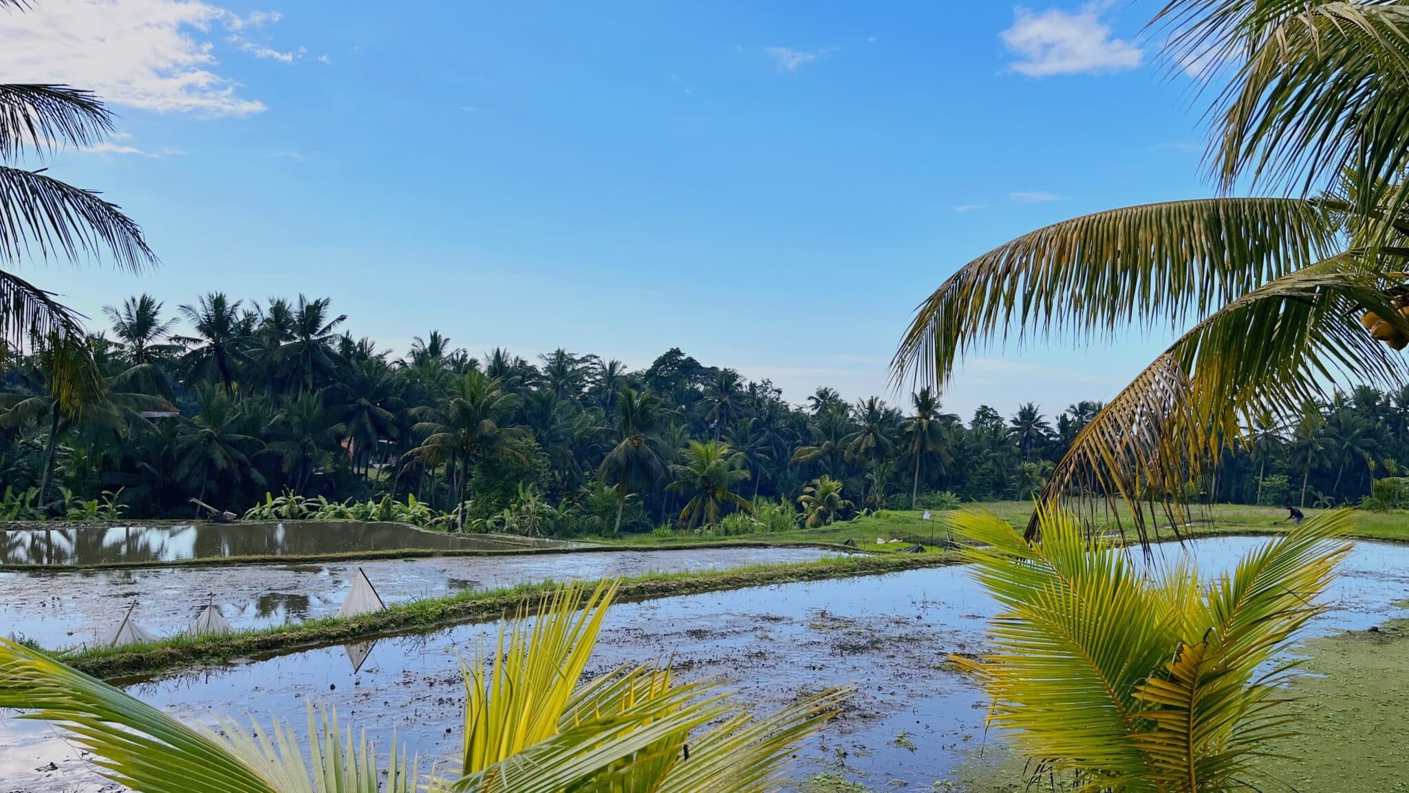 What To Do in Ubud – 20+ Activities and Eateries - Hayley on Holiday