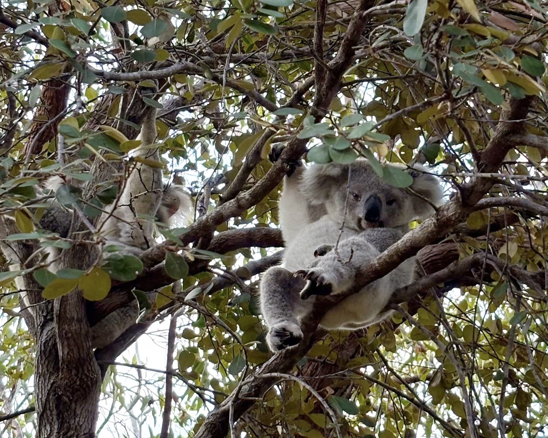 Best Magnetic Island Tours in 2026 (20+ Excellent Tour Ideas) - Hayley ...